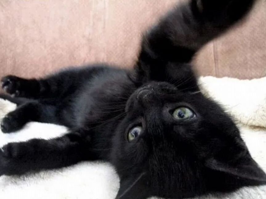 Лапочка мальчик добрым хозяевам