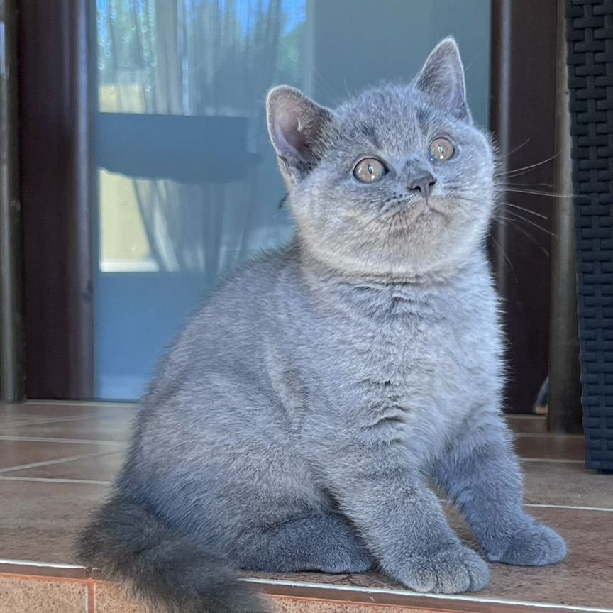 Британский котенок