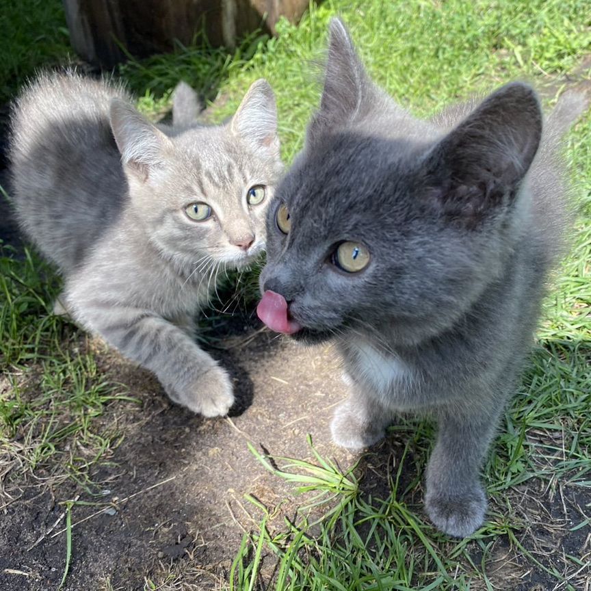 Котята в добрые руки бесплатно
