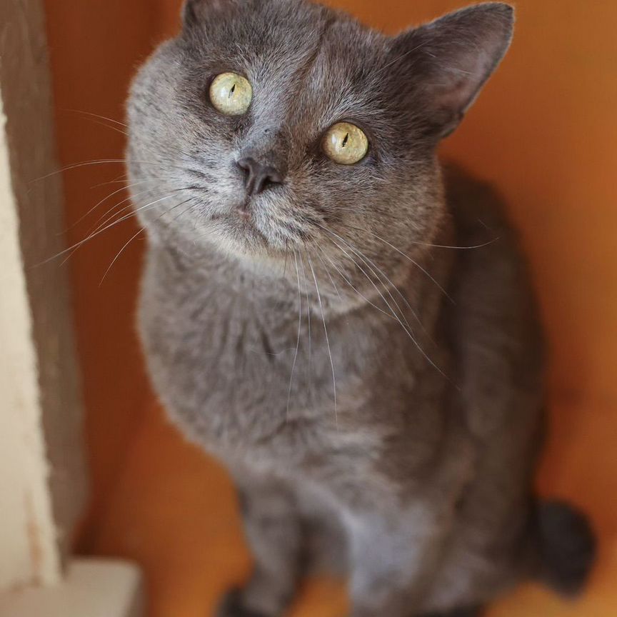 Котик обормотик ищет дом