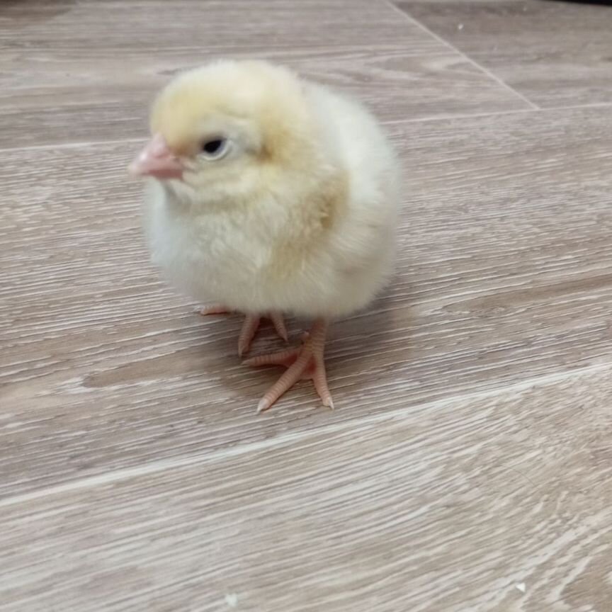 Цыпленок живой отдам 1