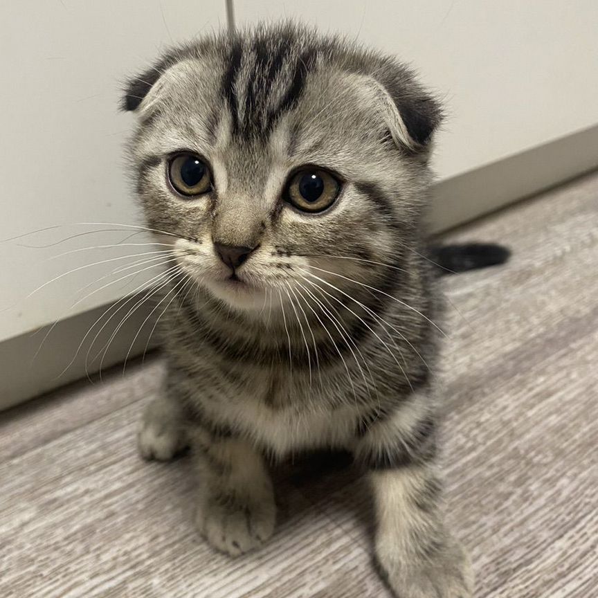 Шотландская вислоухая