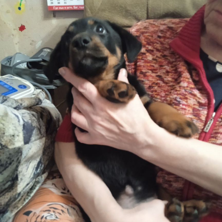 Такса, щенок