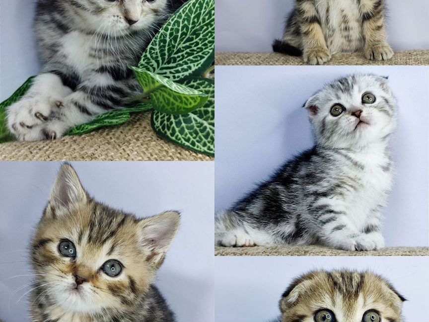 Шотландские котята