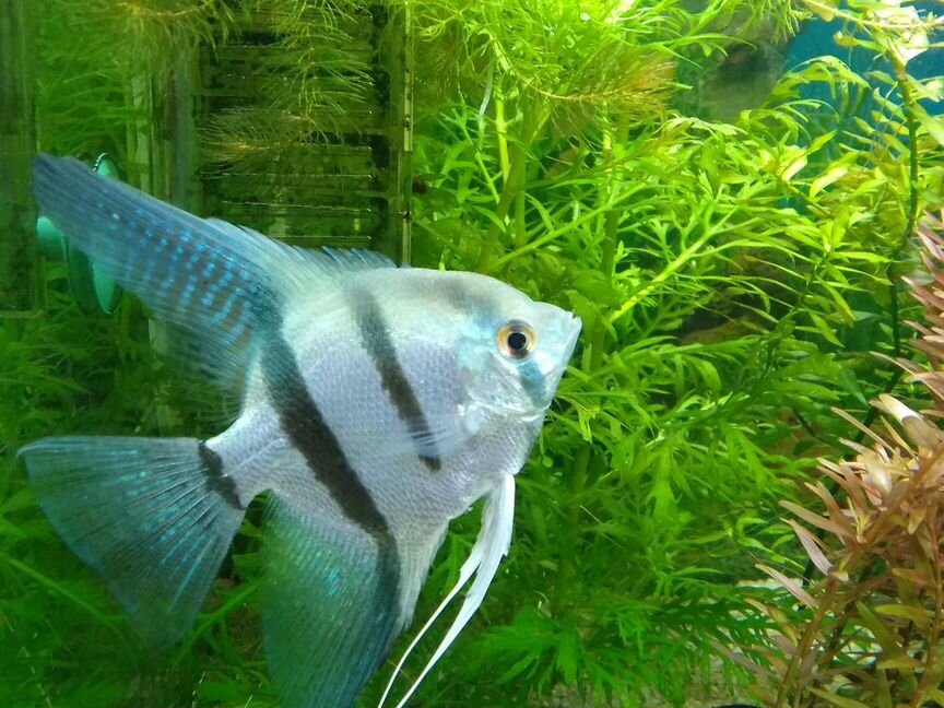 Скалярия Самец