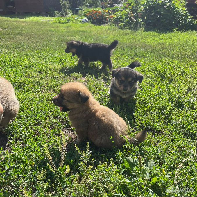 Щенки 1 месяц Мать овчарка-лайка