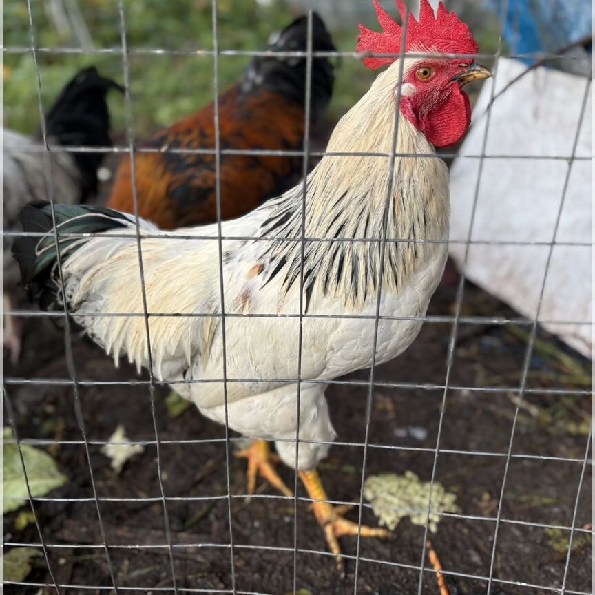 Молодые петухи