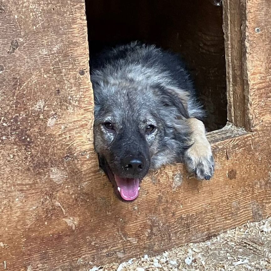 Собаке не место в приюте, самые грустные глаза
