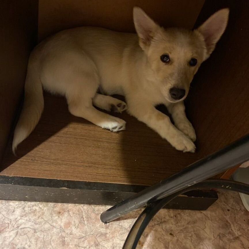 Корги в добрые руки