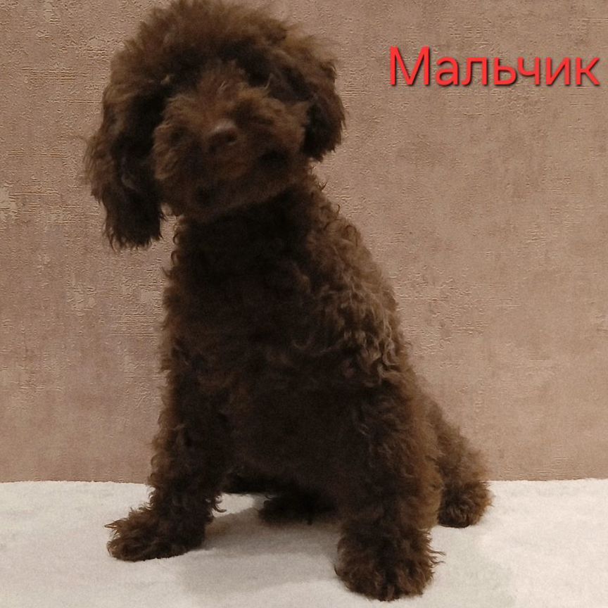 Пудель, щенок