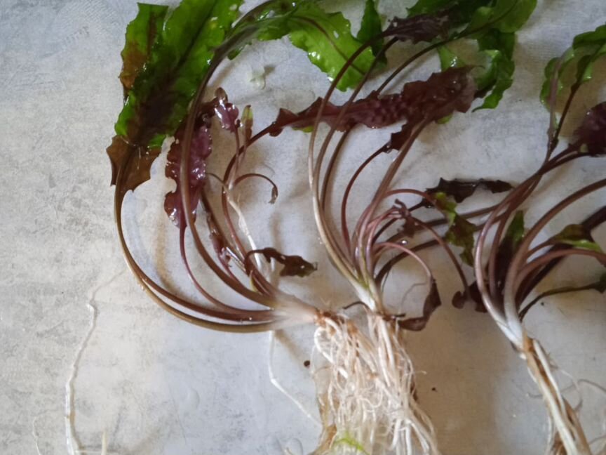 Травка для аквариума