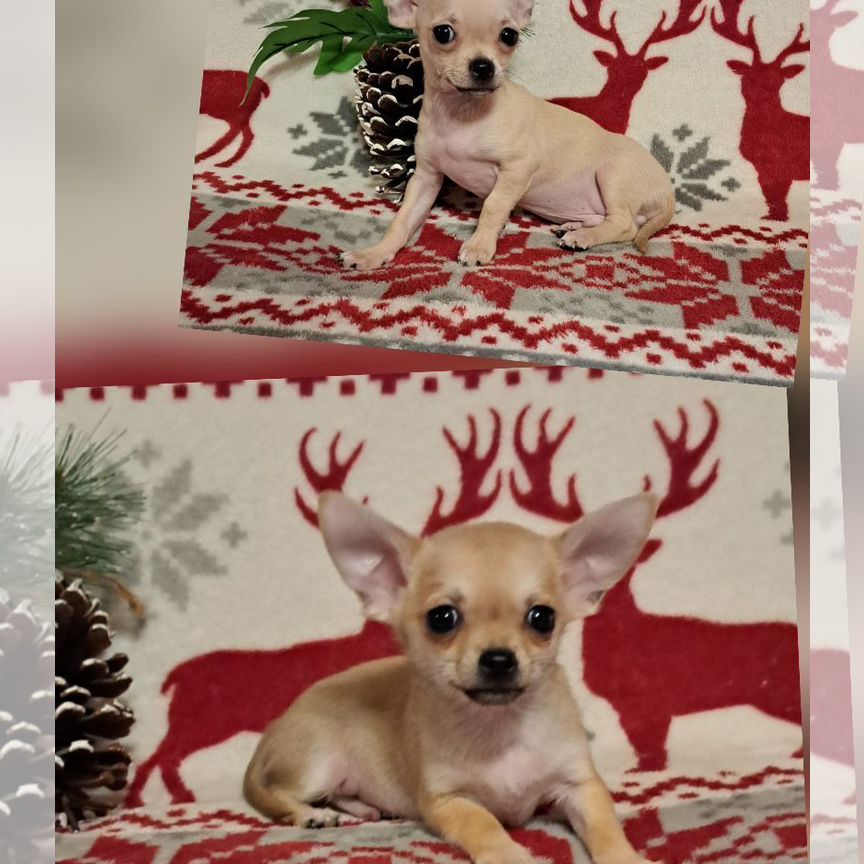 Чихуахуа, щенок