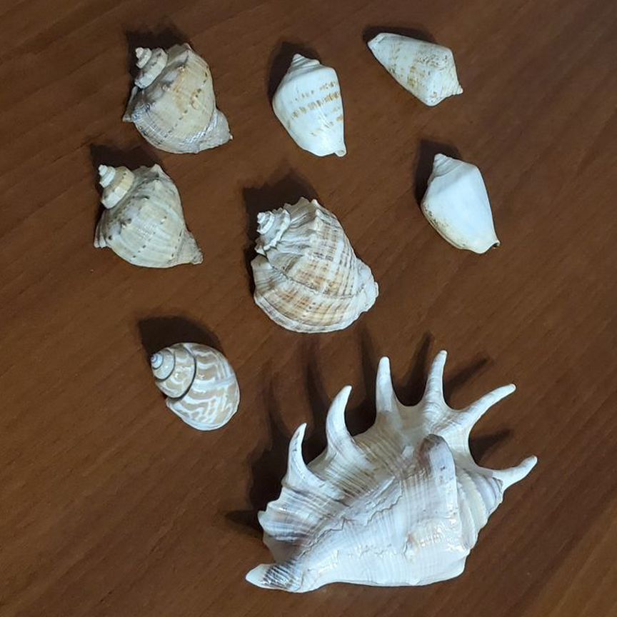 Комплект морских ракушек искусс-ные и натуральные