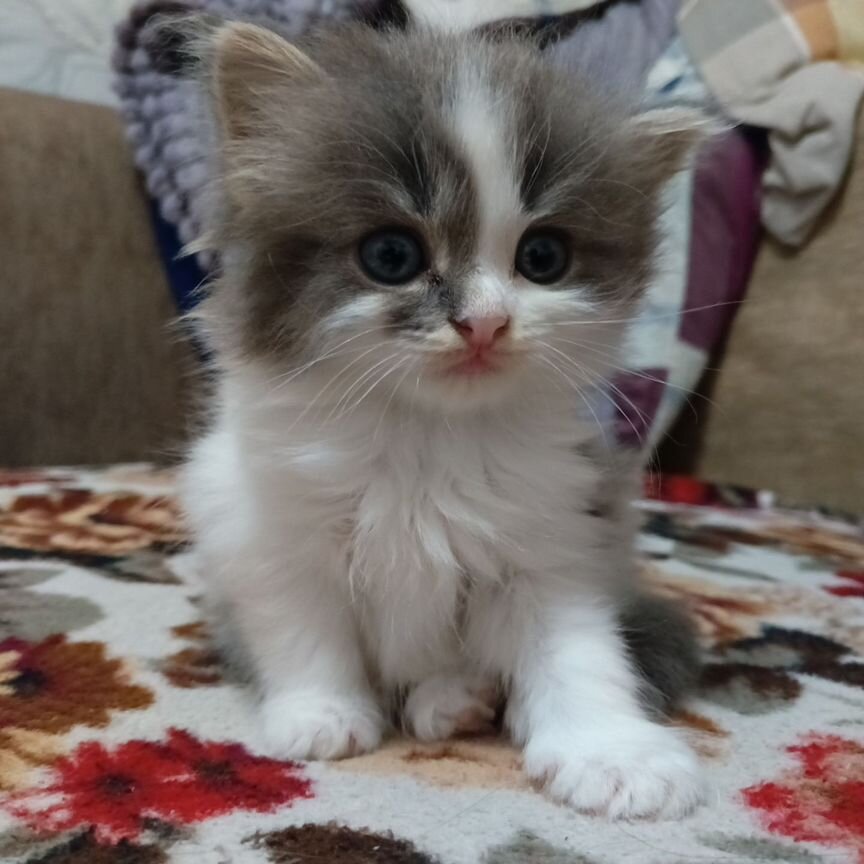 Шотландский вислоухий длинношёрстный котёнок