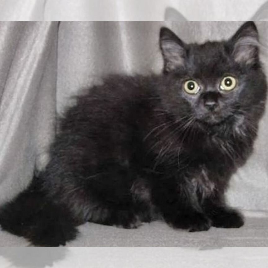 Мейн-кун котёнок