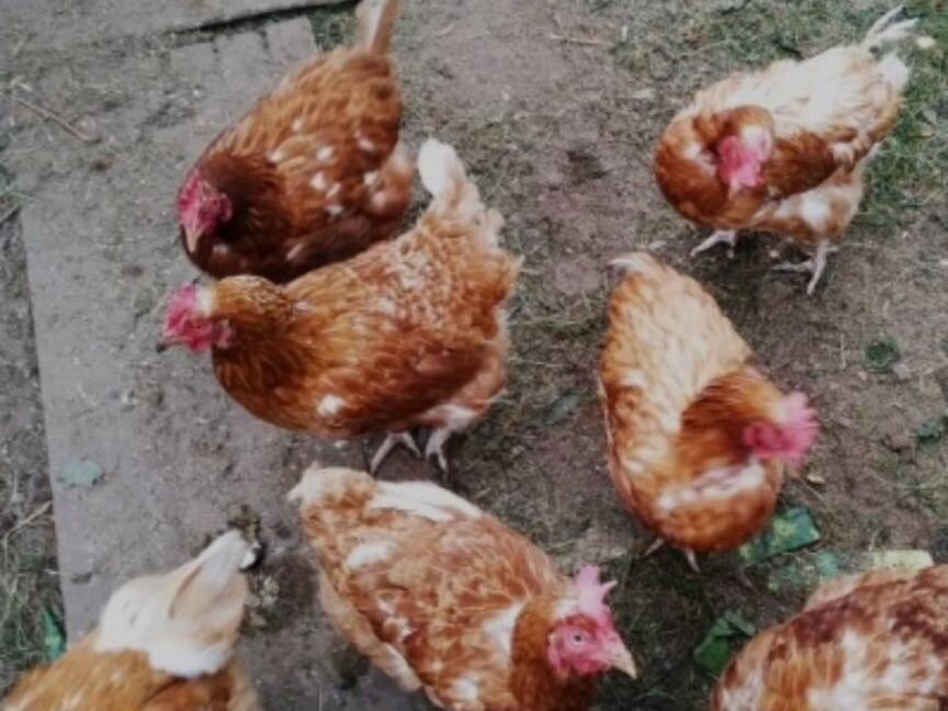 Курица домашняя
