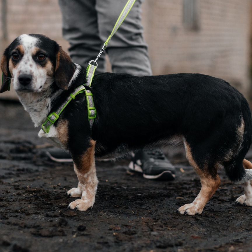 Взрослая собака в добрые руки