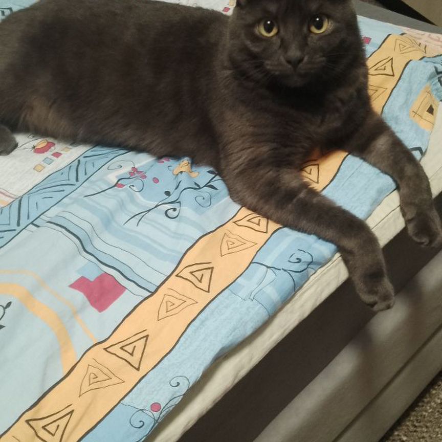 Котята отдам в добрые руки бесплатно