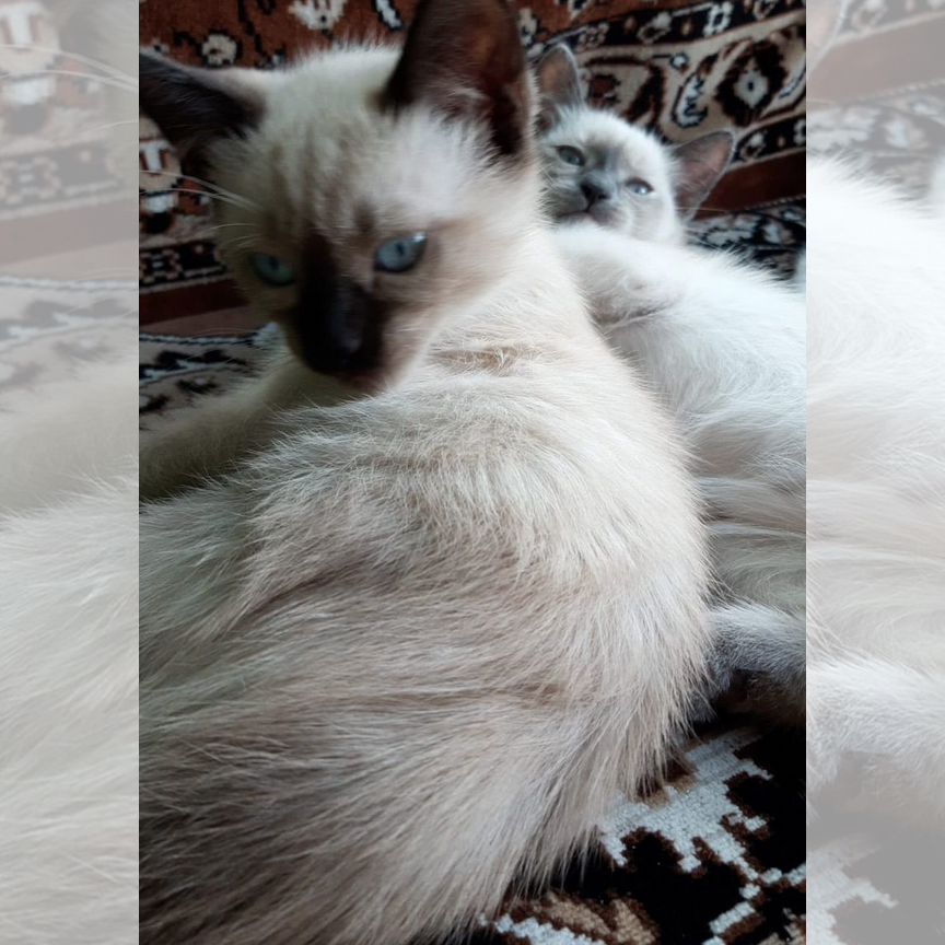 Котята в добрые руки бесплатно
