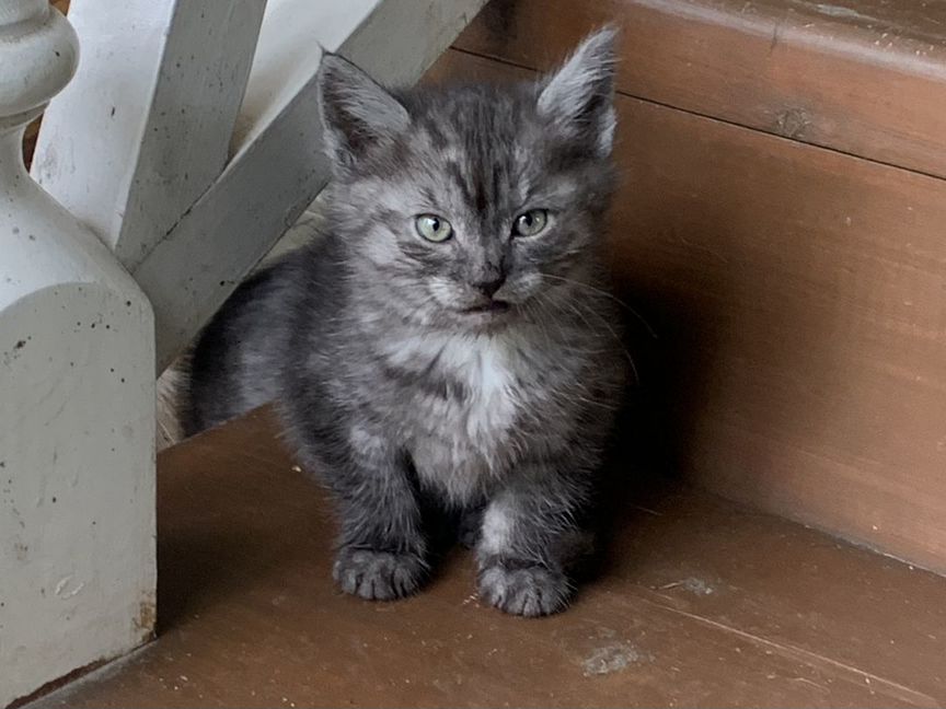Котята