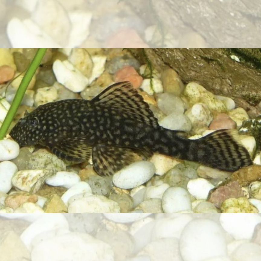 Анциструс сомик