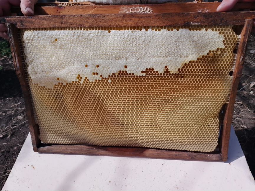 Продаются медовые рамки и сушь