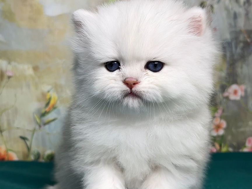 Персидская шиншилла, шикарный котик