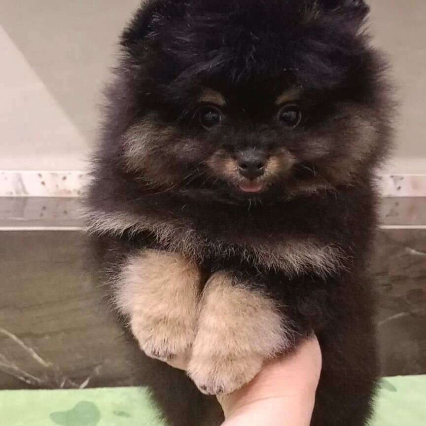 Померанский шпиц