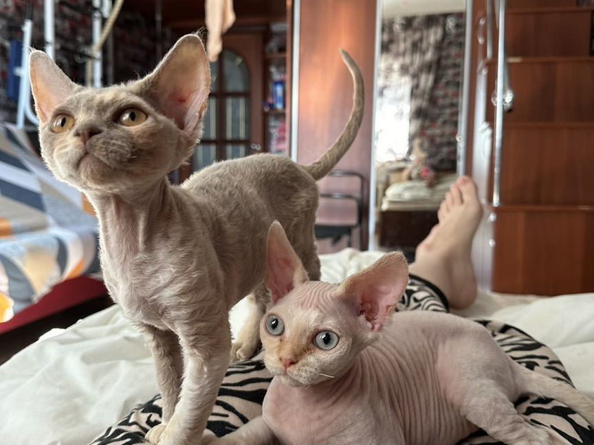 Девон-рекс велюровые кудряшки