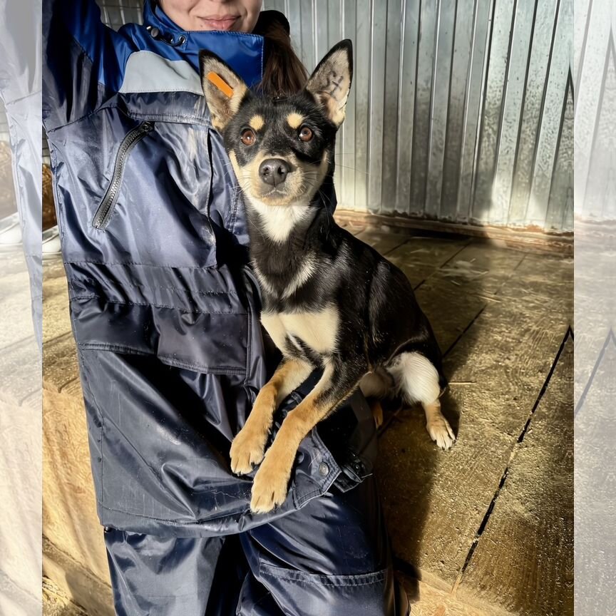 Взрослая собака в добрые руки