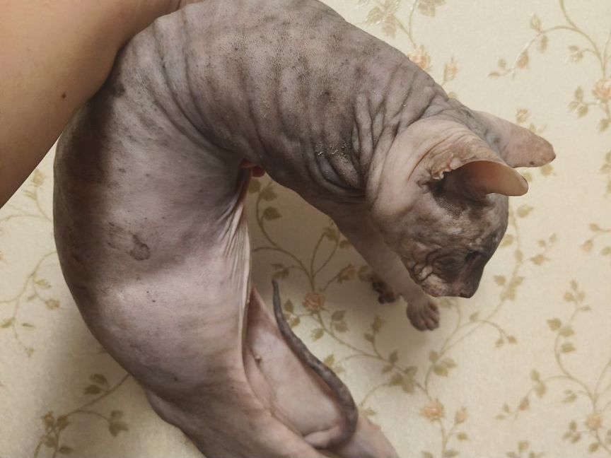 Кот сфинкс бесплатно