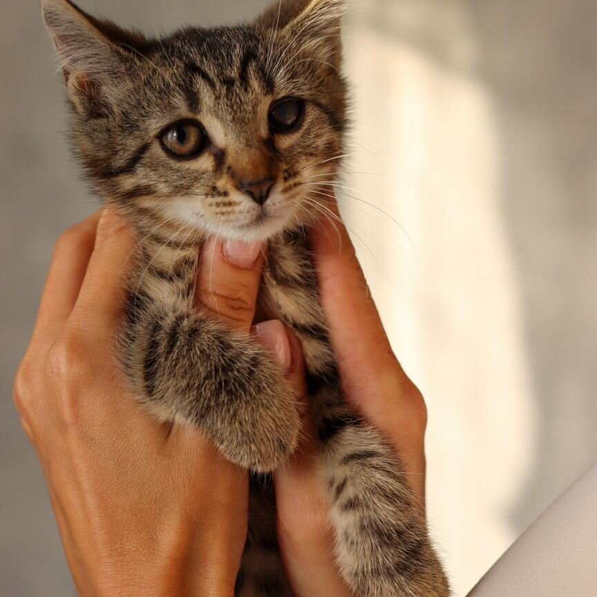 Тигровая девочка