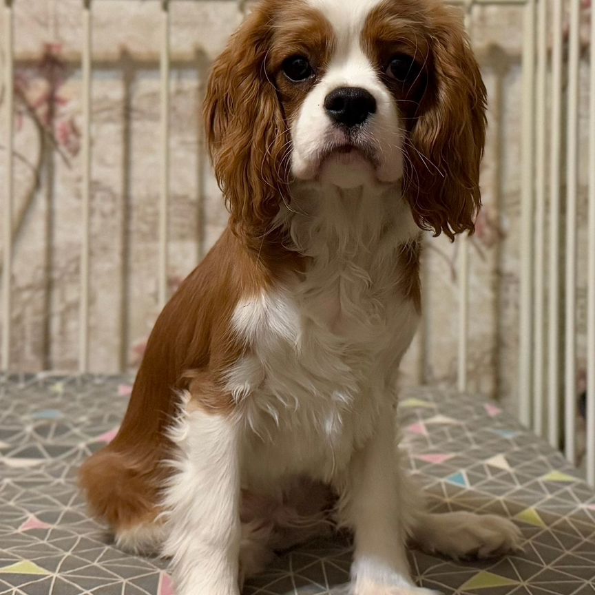 Кавалер кинг чарльз спаниель