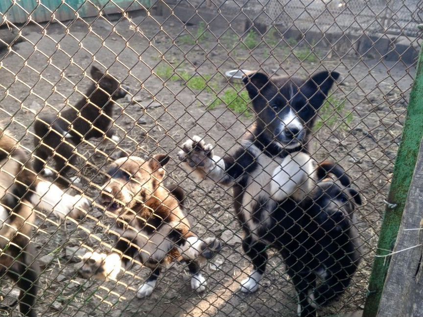 Щенки русско- европейской лайки