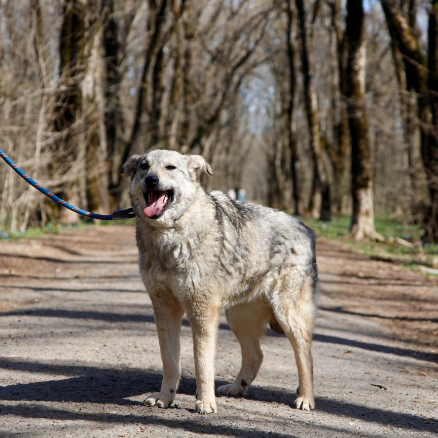 Собака Кукурузка в добрые руки