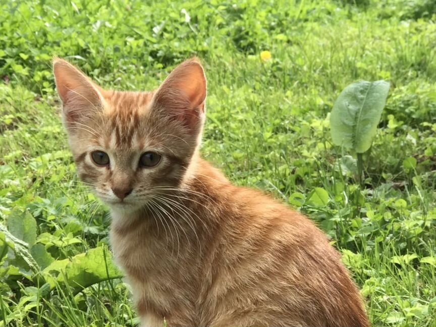 Котята в добрые руки