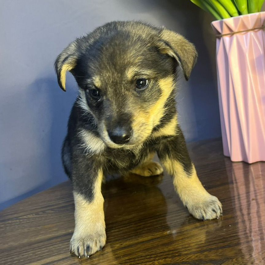 Щенки в добрые руки