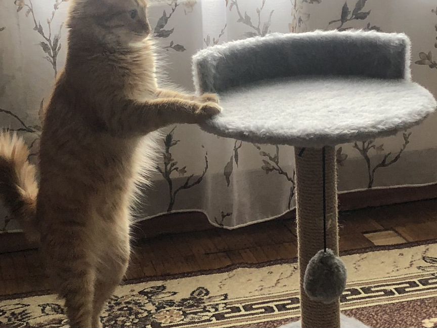 Когтеточка для кошек