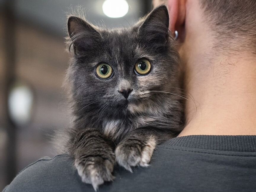 Котенок-девочка Лаванда, 5 месяцев