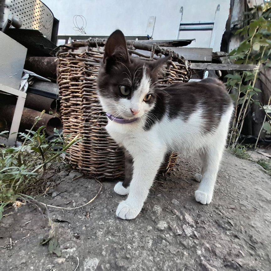 Котята в добрые руки бесплатно