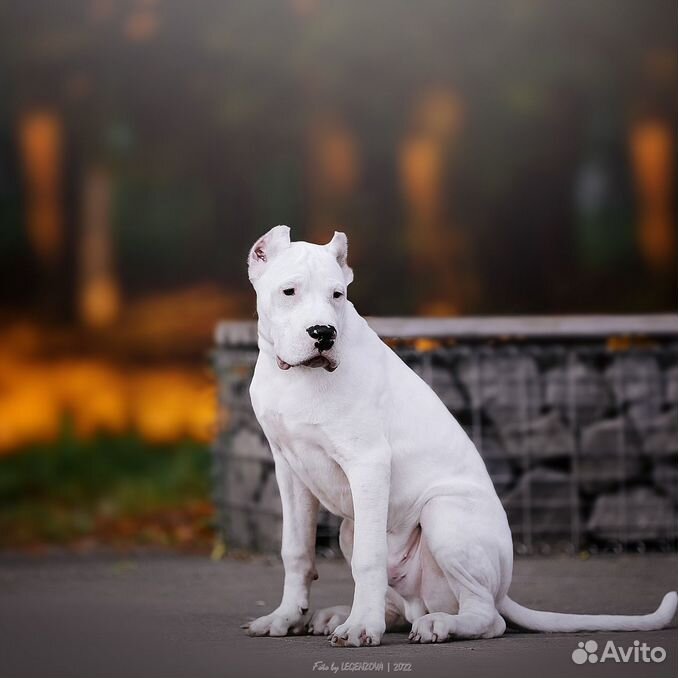 Аргентинский дог