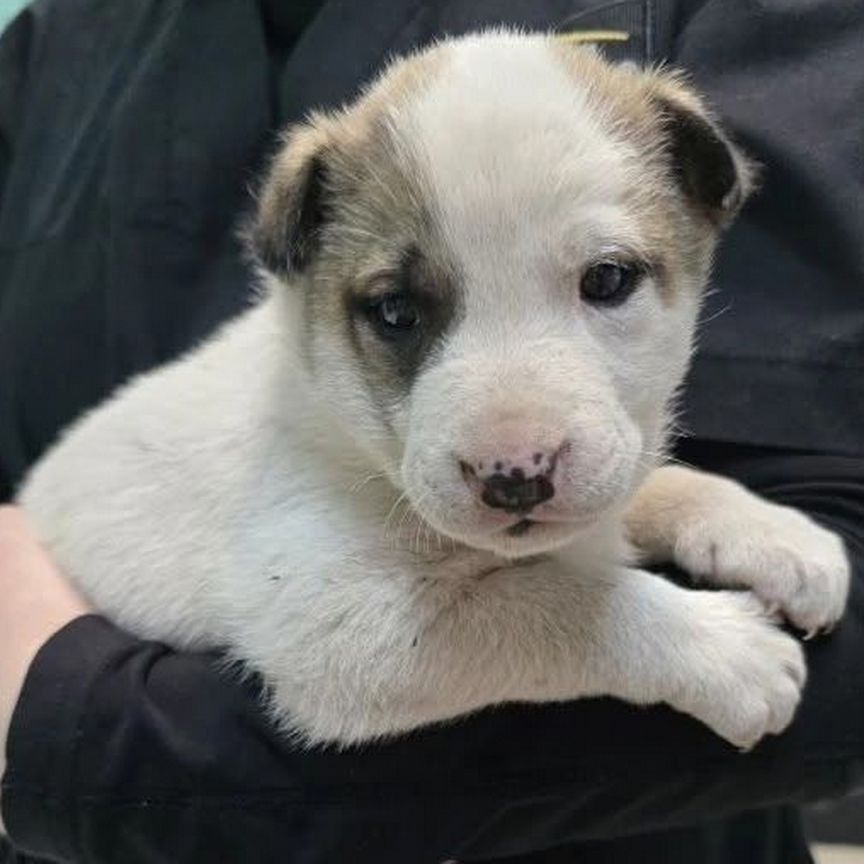 Щенок в добрые руки