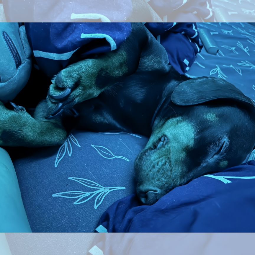 Такса, взрослый пёс