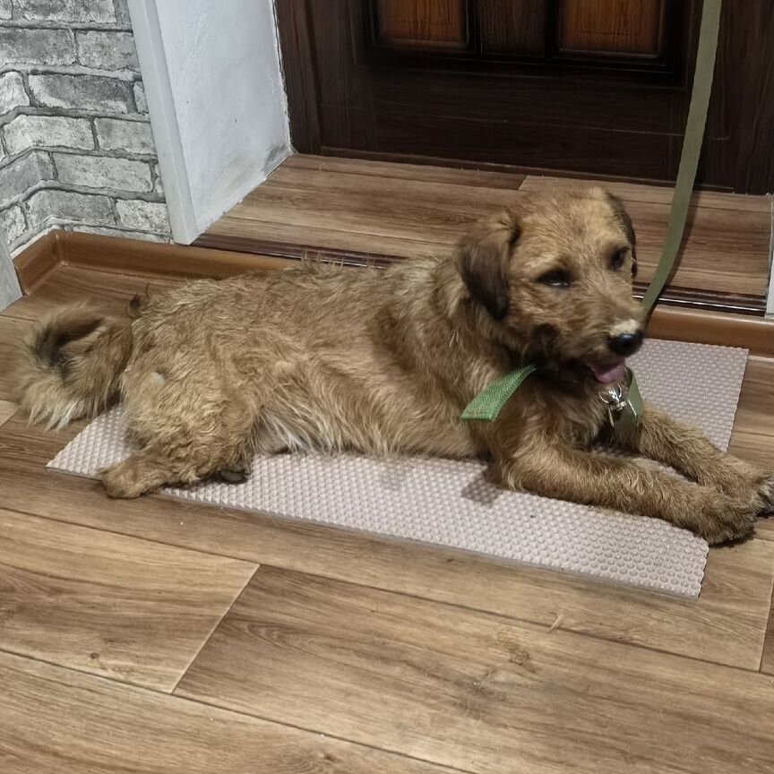 Взрослый пёс в добрые руки