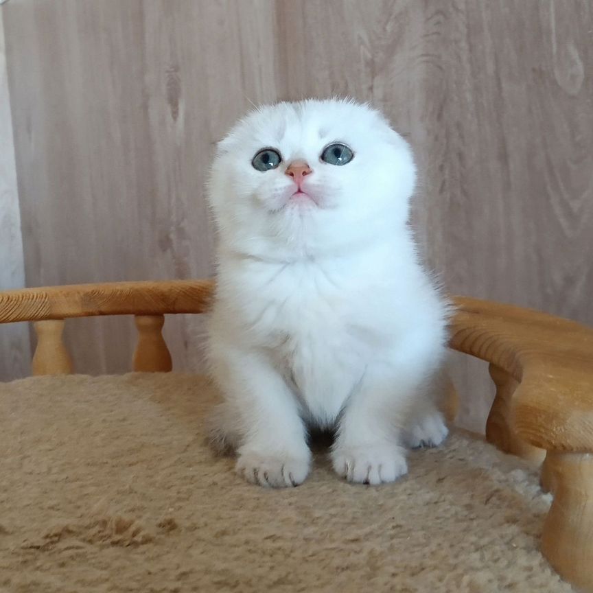 Шотландская серебристая шиншилла