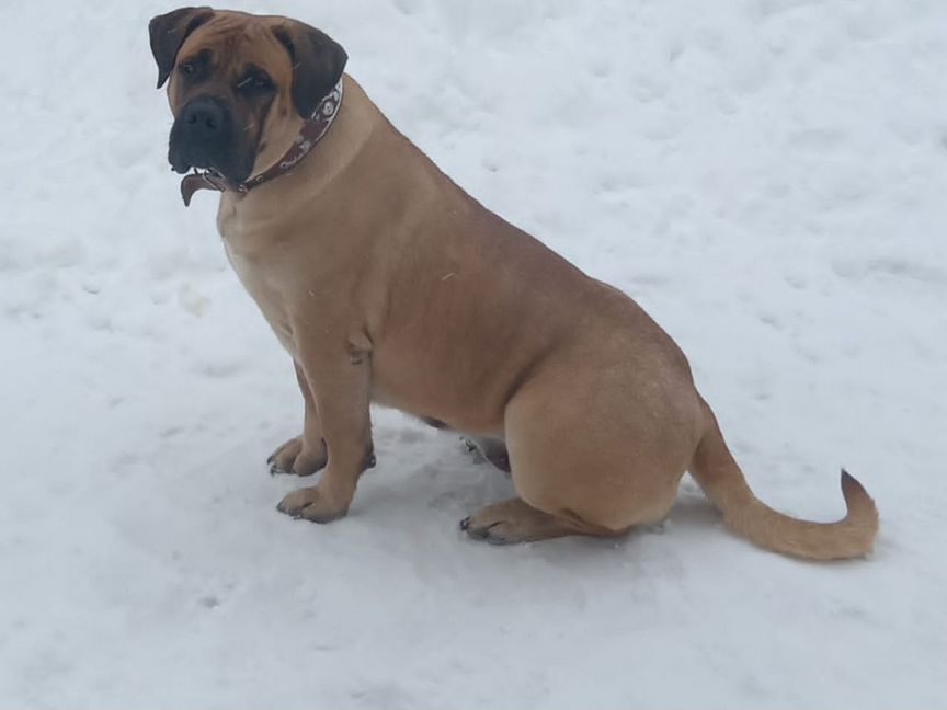 Собака в добрые руки отдам бесплатно