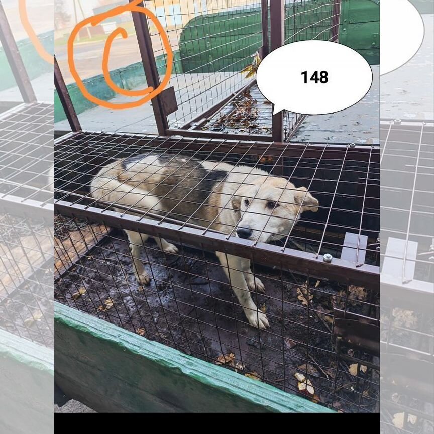 Взрослая собака в добрые руки