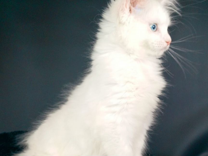 Котята мейн-кун