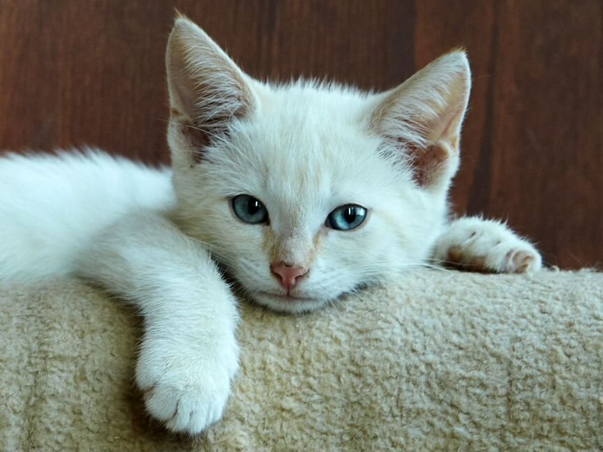 Котик 3 месяца Руслан