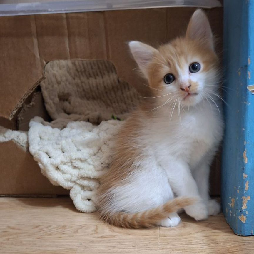 Уральский рекс котёнок